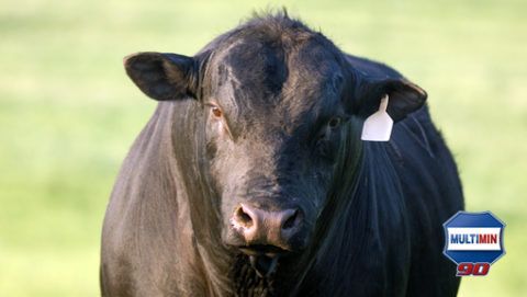 Engorda de ganado: buenas prácticas, adecuación de instalaciones y más