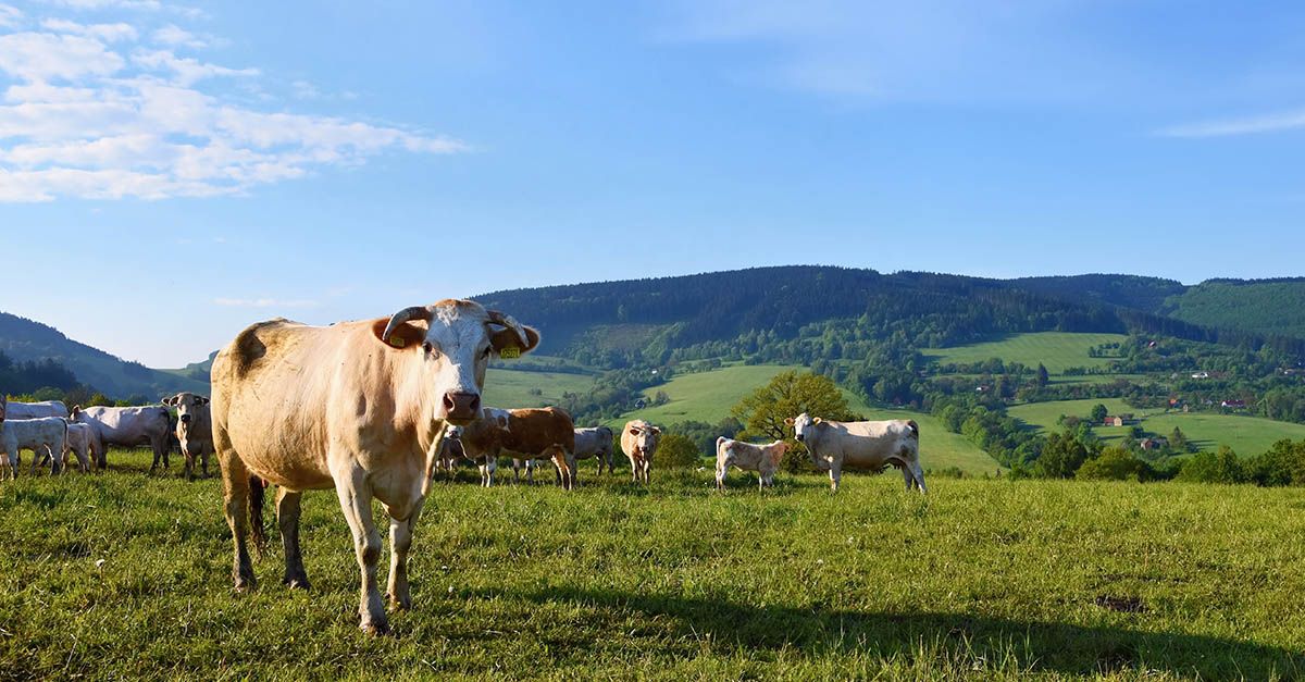 Ganadería rentable: principios de éxito a considerar